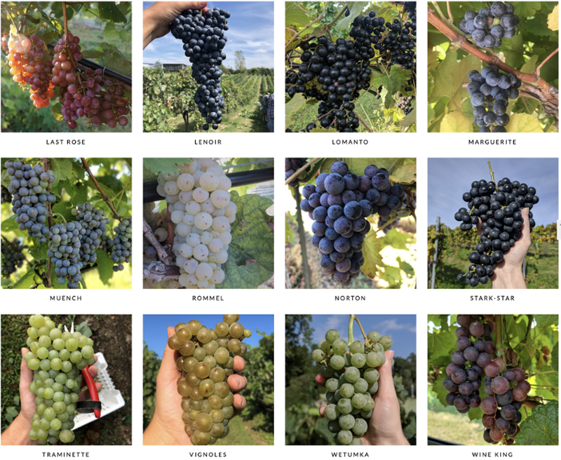Different Types Of Grape Vines Grapevines – New Zealand's Leading