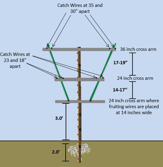 Grape Trellis System Cross Arms 3,101 Grape Vine Frame Stock Photos,