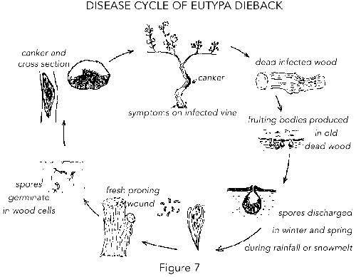 Eutypa Dieback