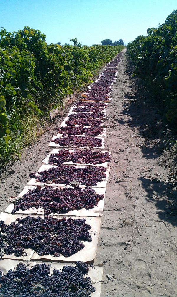 Raisin Grapes Continue Development